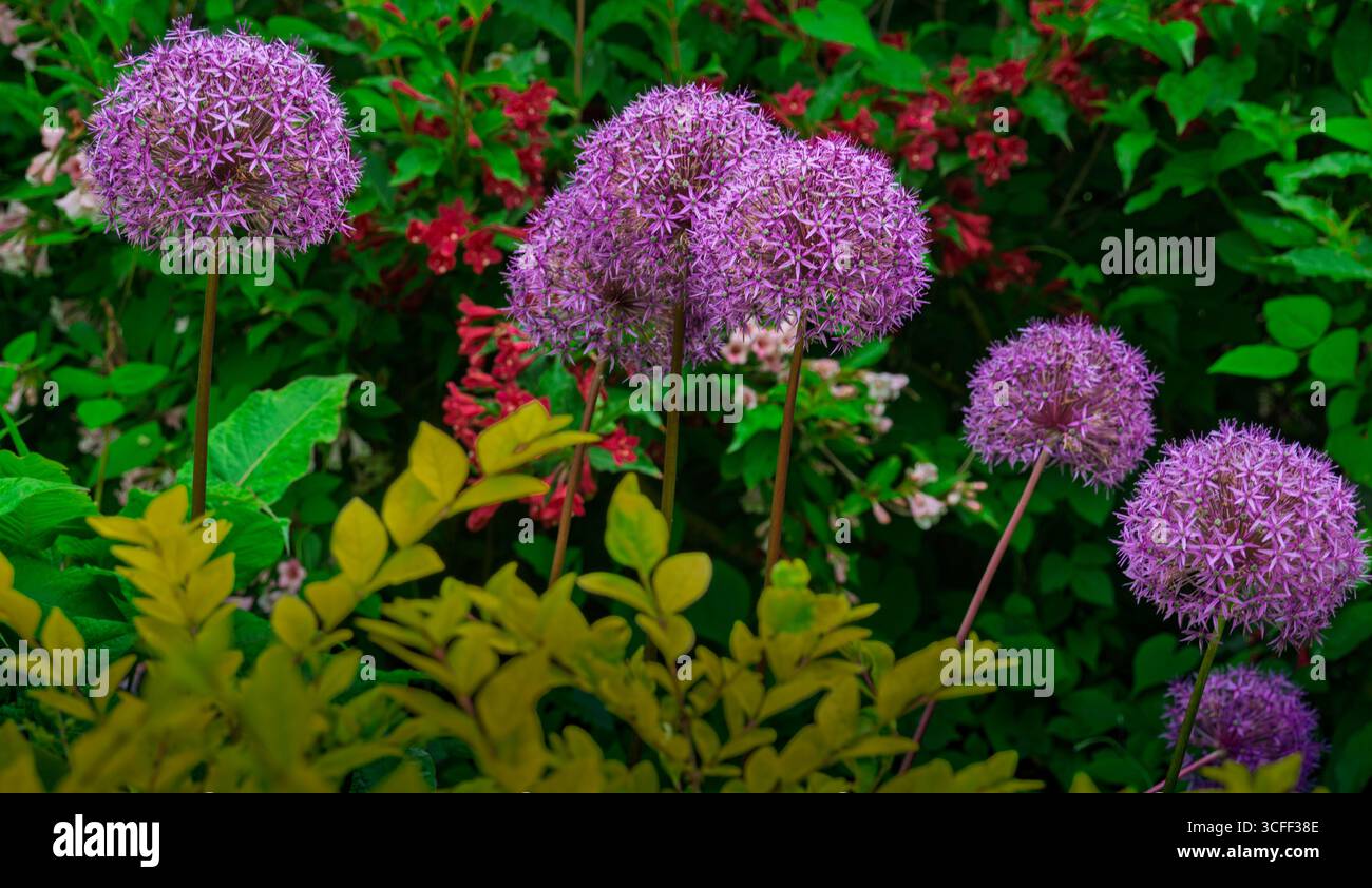 Alium Giganteum flower heads also known as the purple onion flowers ...
