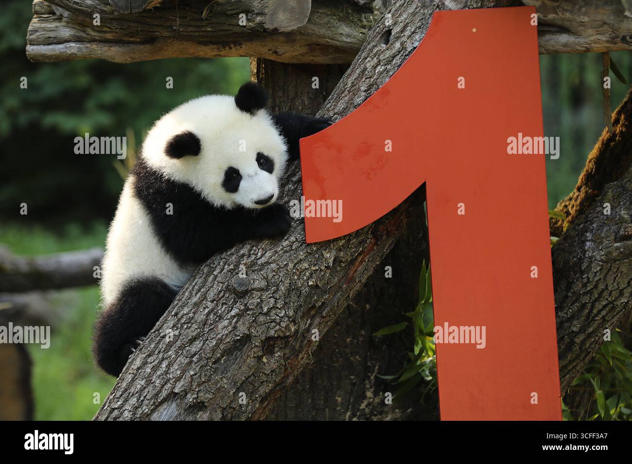 (250822) -- BERLIN, Aug. 22, 2025 (Xinhua) -- Giant panda Lotti, known ...