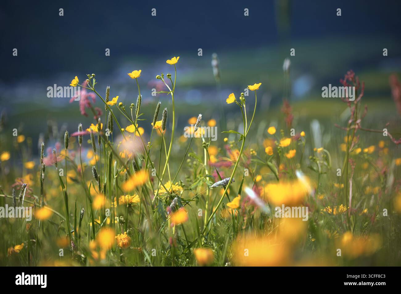 Austria tyrol meadow mountains flowers hi-res stock photography and ...