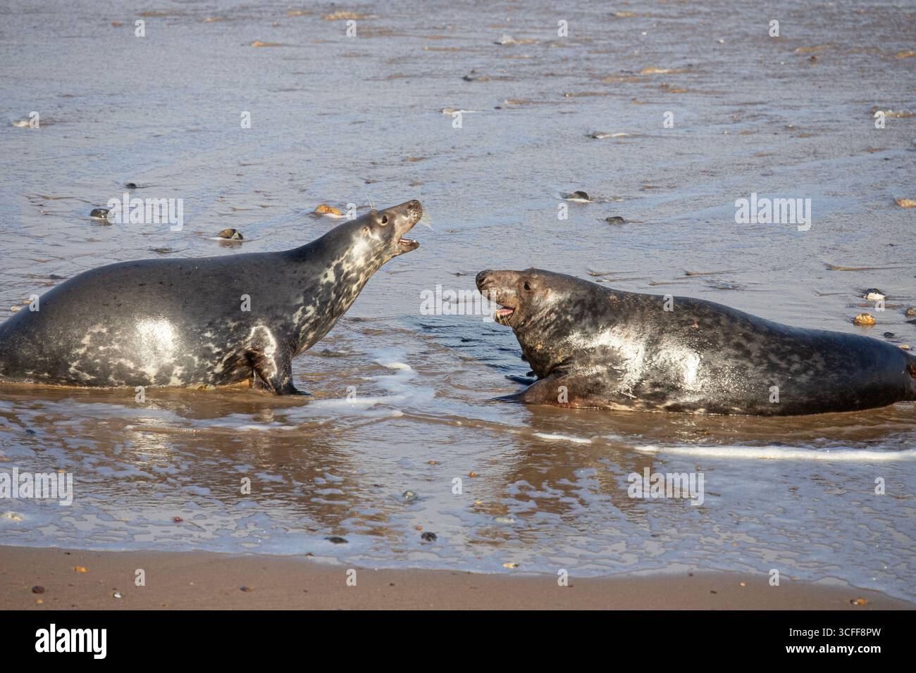 Two fighting seals beach hi-res stock photography and images - Alamy