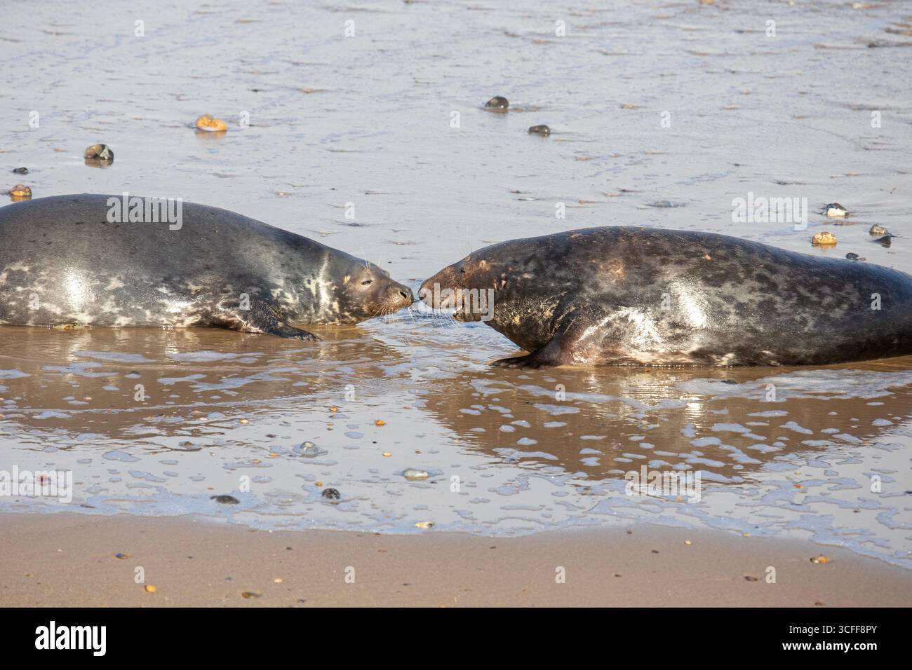 Two grey seals fighting on the coastal waters of Norfolk Stock Photo ...