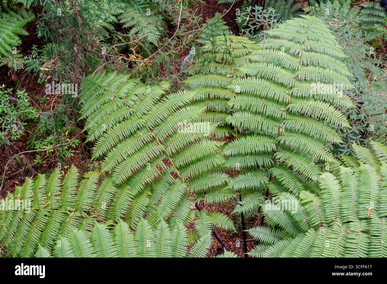 Photograph of the Redwoods Treewalk, an eco-experience in Rotorua, New ...