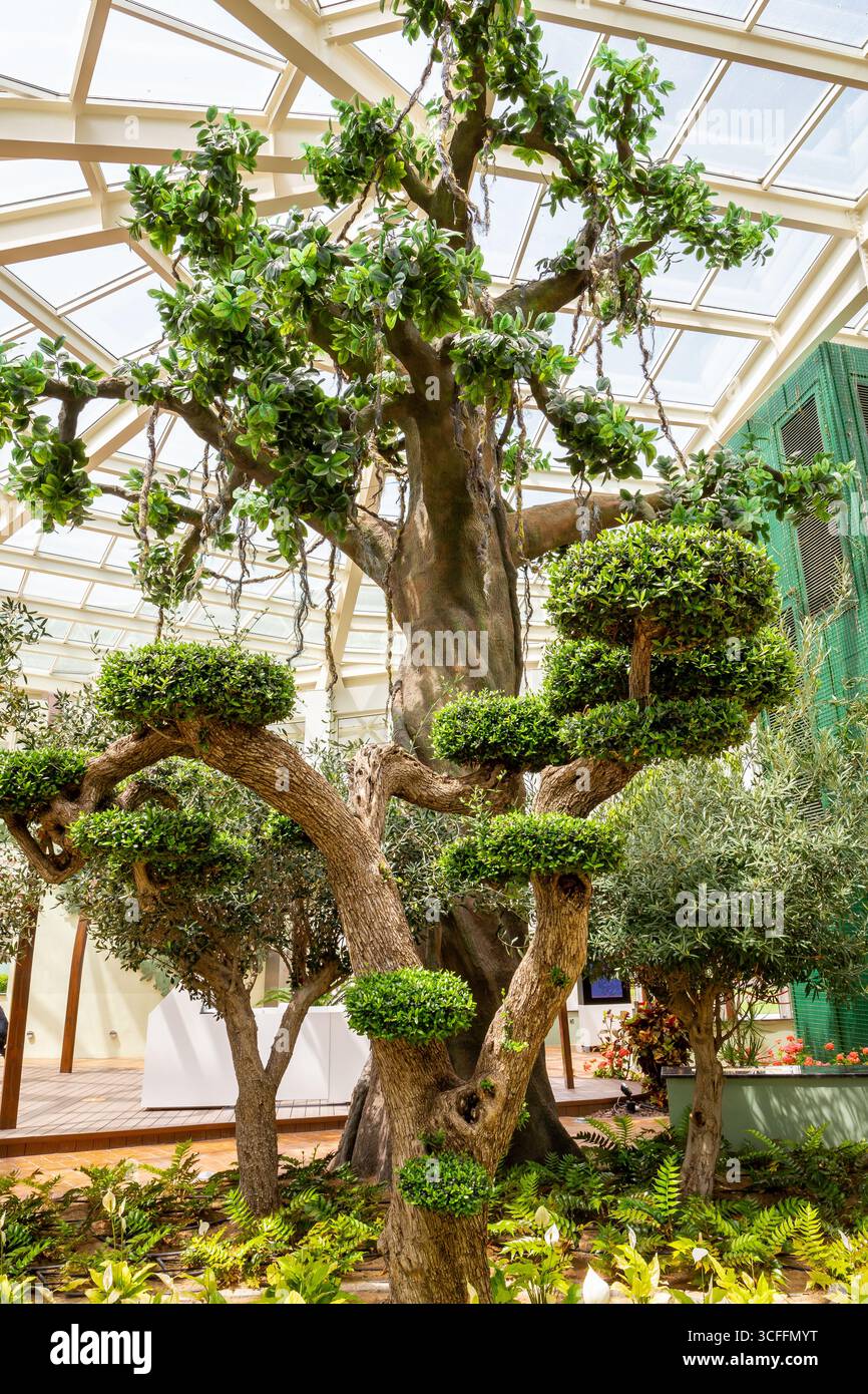 Dubai, UAE, 02.02.22. Olive tree (Olea europaea) and ficus microcarpa ...