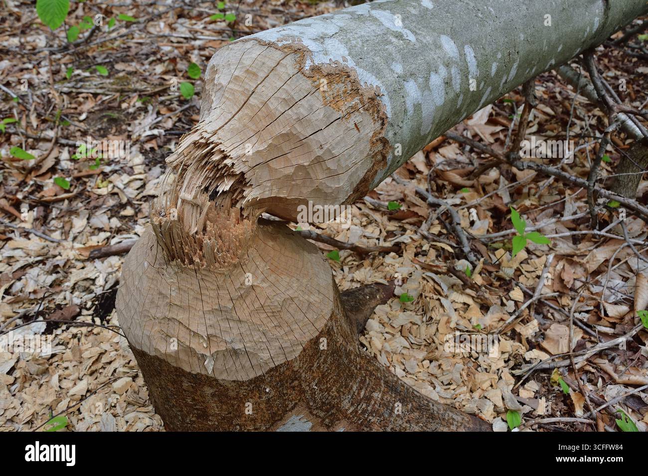 Beaver natural behaviour cutting trees hi-res stock photography and ...