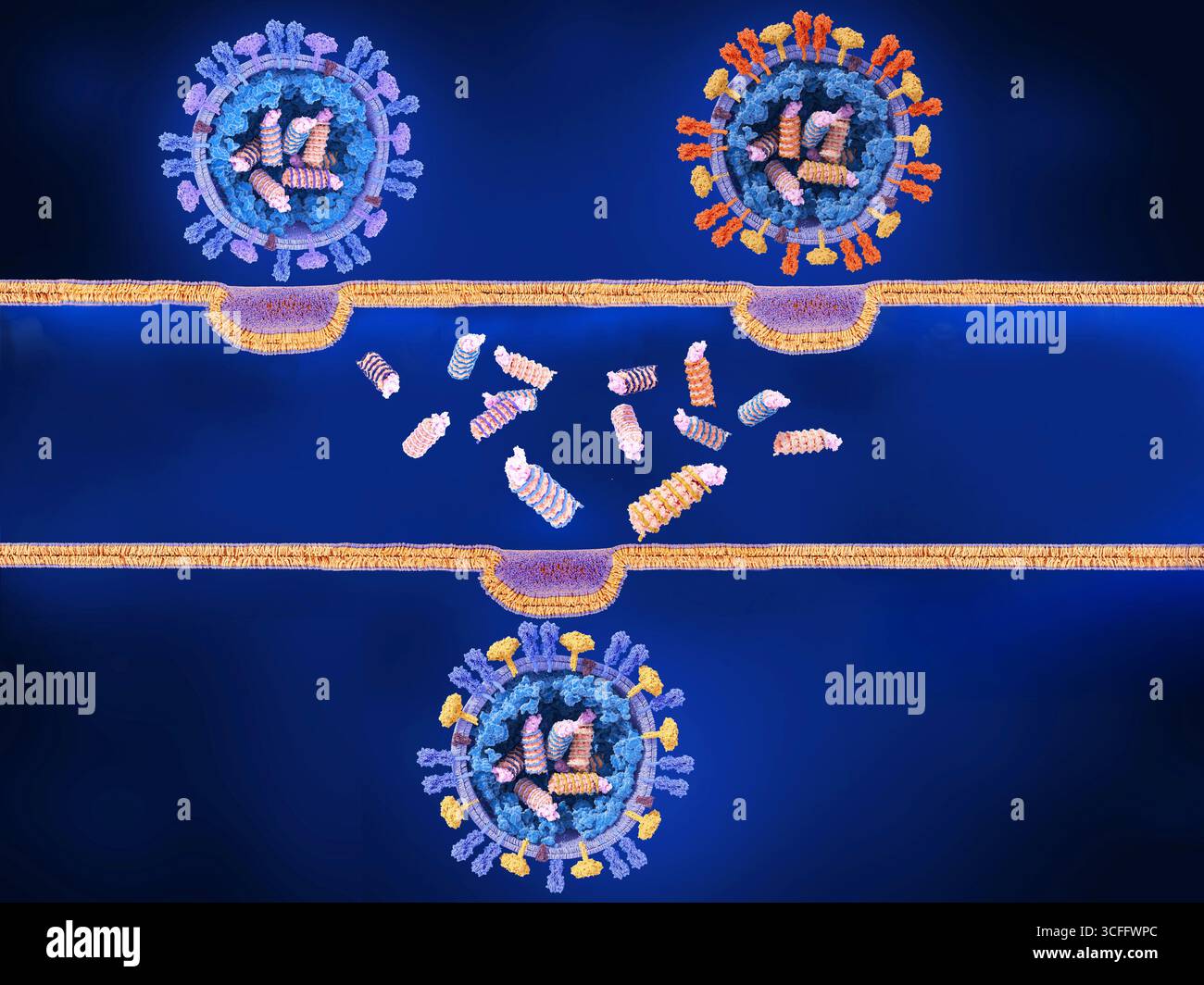 Influenza virus genetic reassortment hi-res stock photography and ...