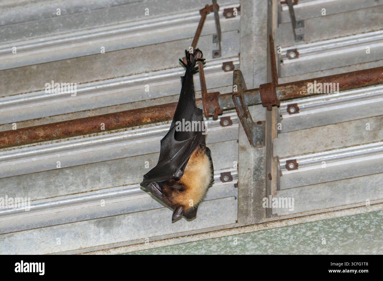 Topeka, Kansas. Topeka zoo. A Greater Indian Fruit Bat (Pteropus medius ...