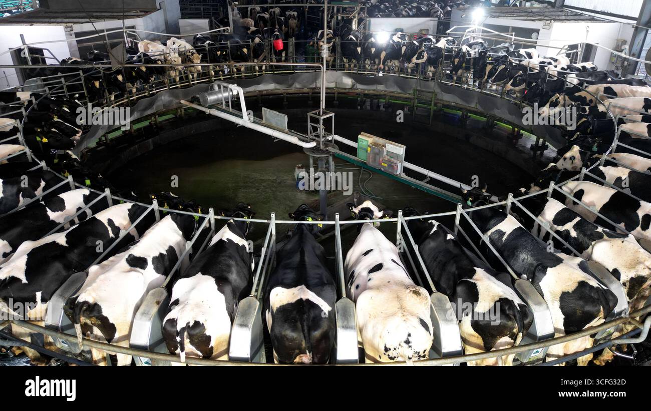 HAIAN, CHINA - AUGUST 23, 2025 - Cows are stepping onto the rotary ...