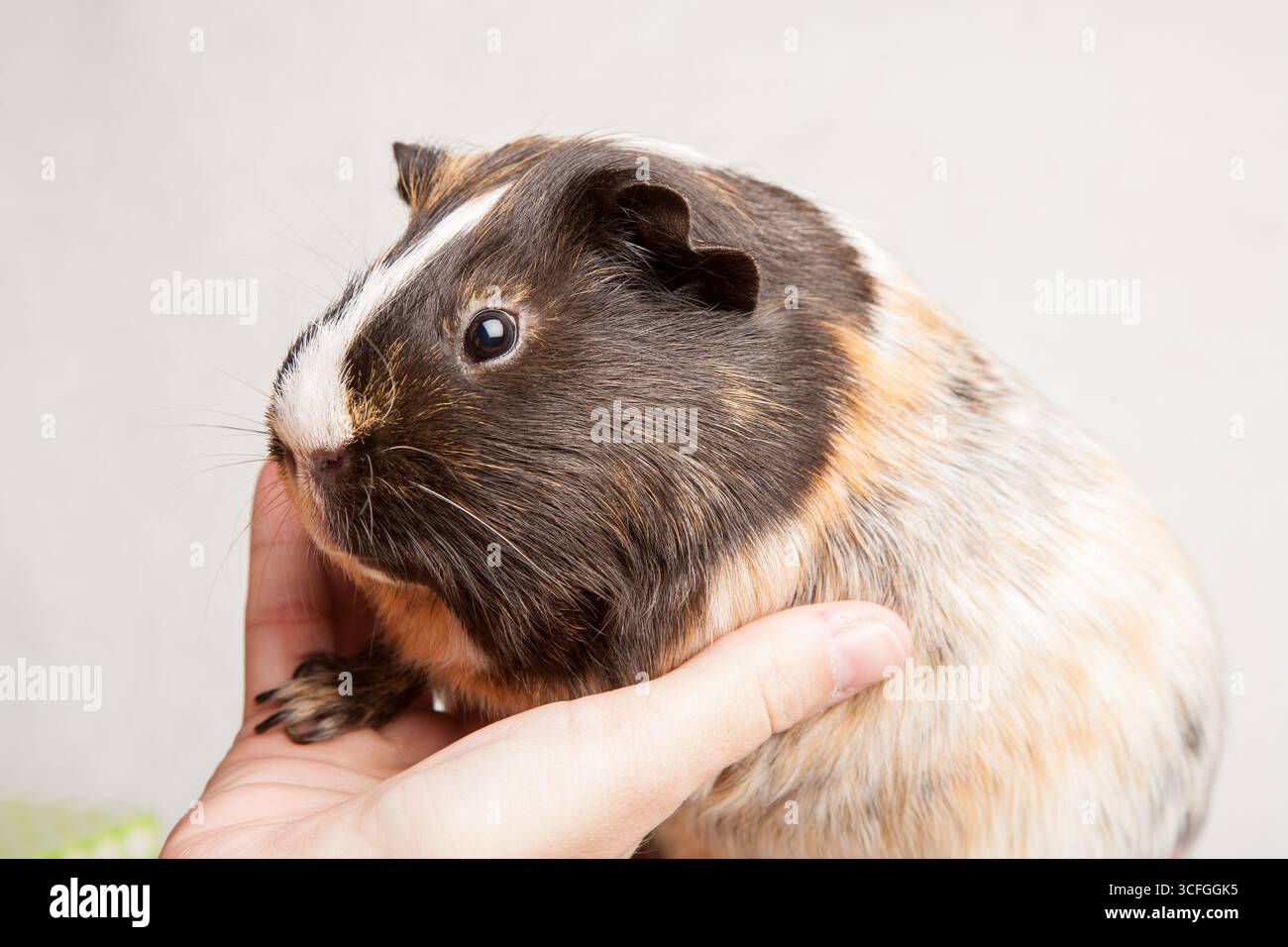 Pig bond hi-res stock photography and images - Alamy