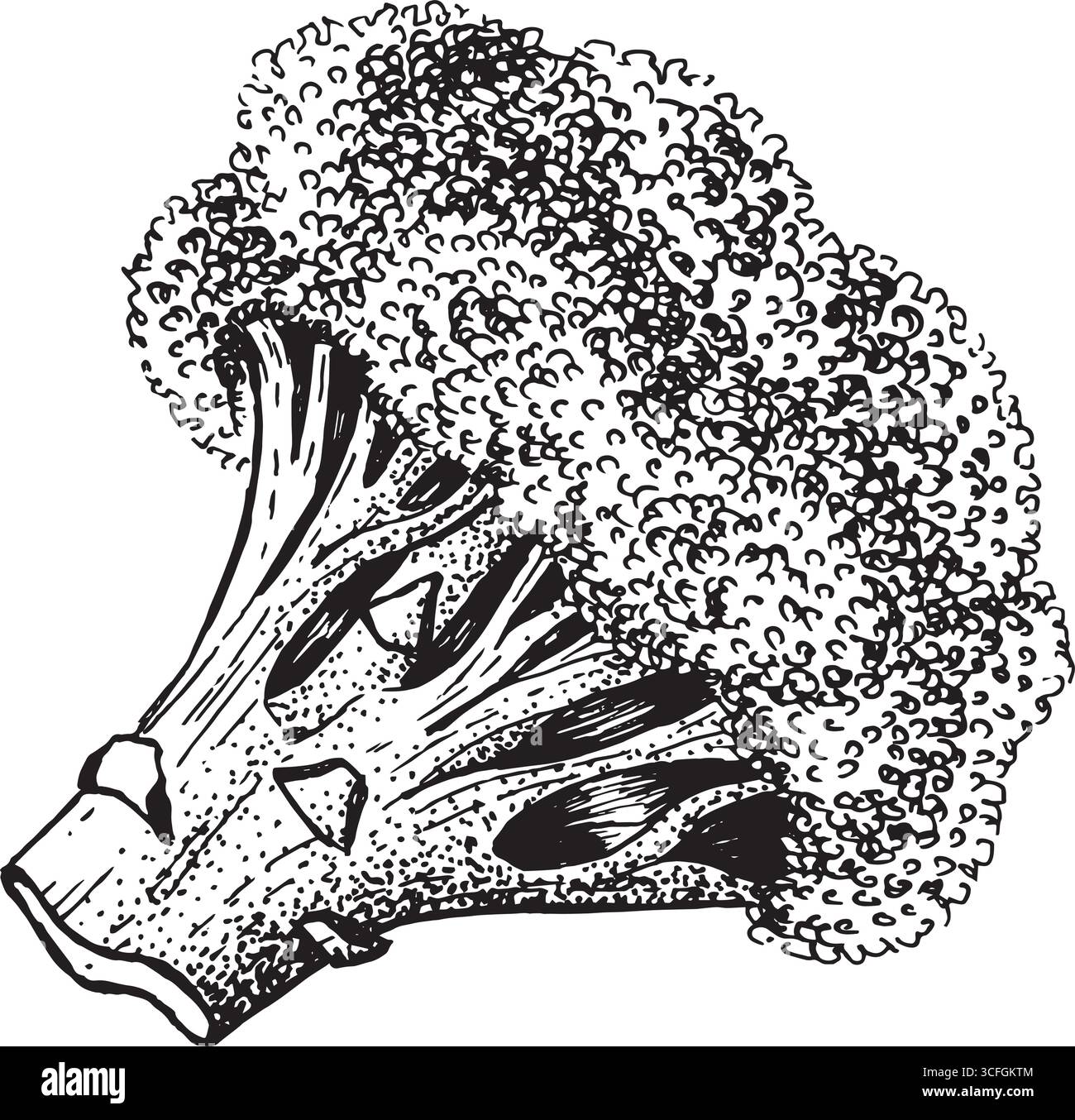 Broccoli vegetable isolated outline Black and White Stock Photos ...