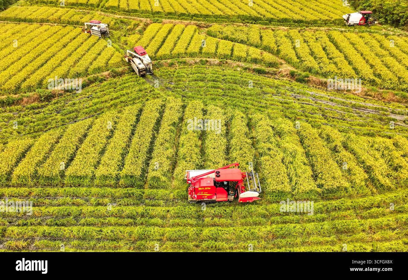 Farmers drive agricultural machinery to harvest Seed production rice in ...