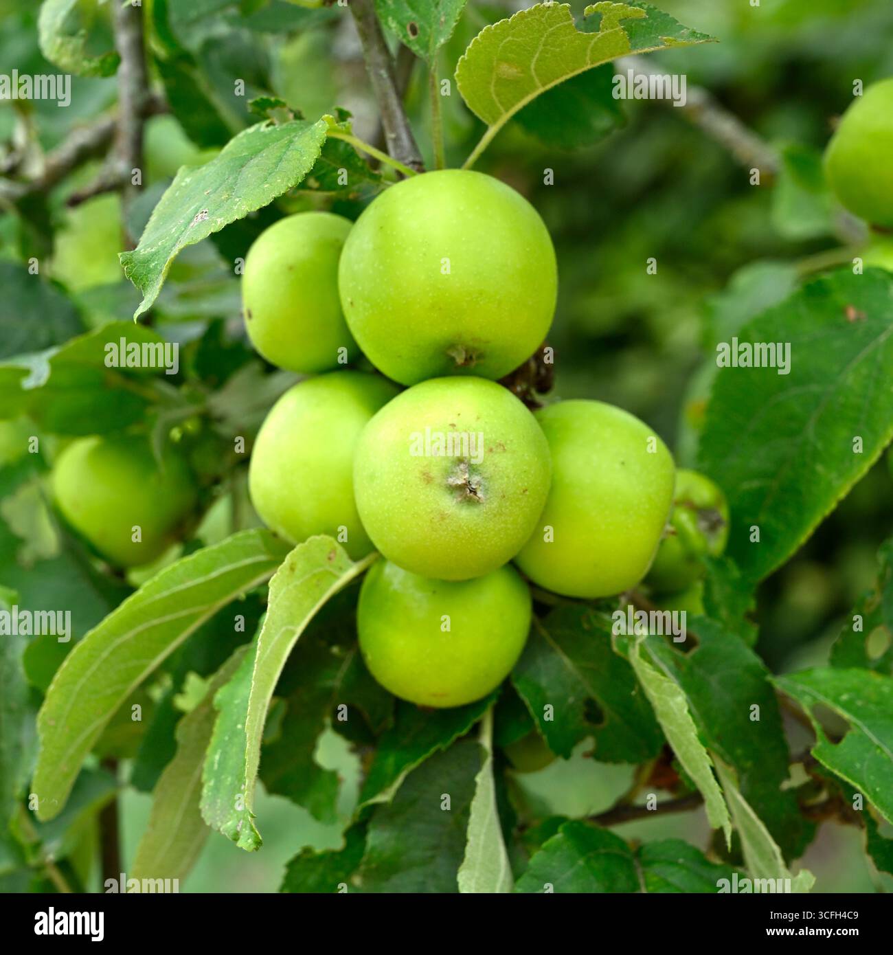 Summer fruits and foliage of cooking apple tree Malus domestica 'Golden ...