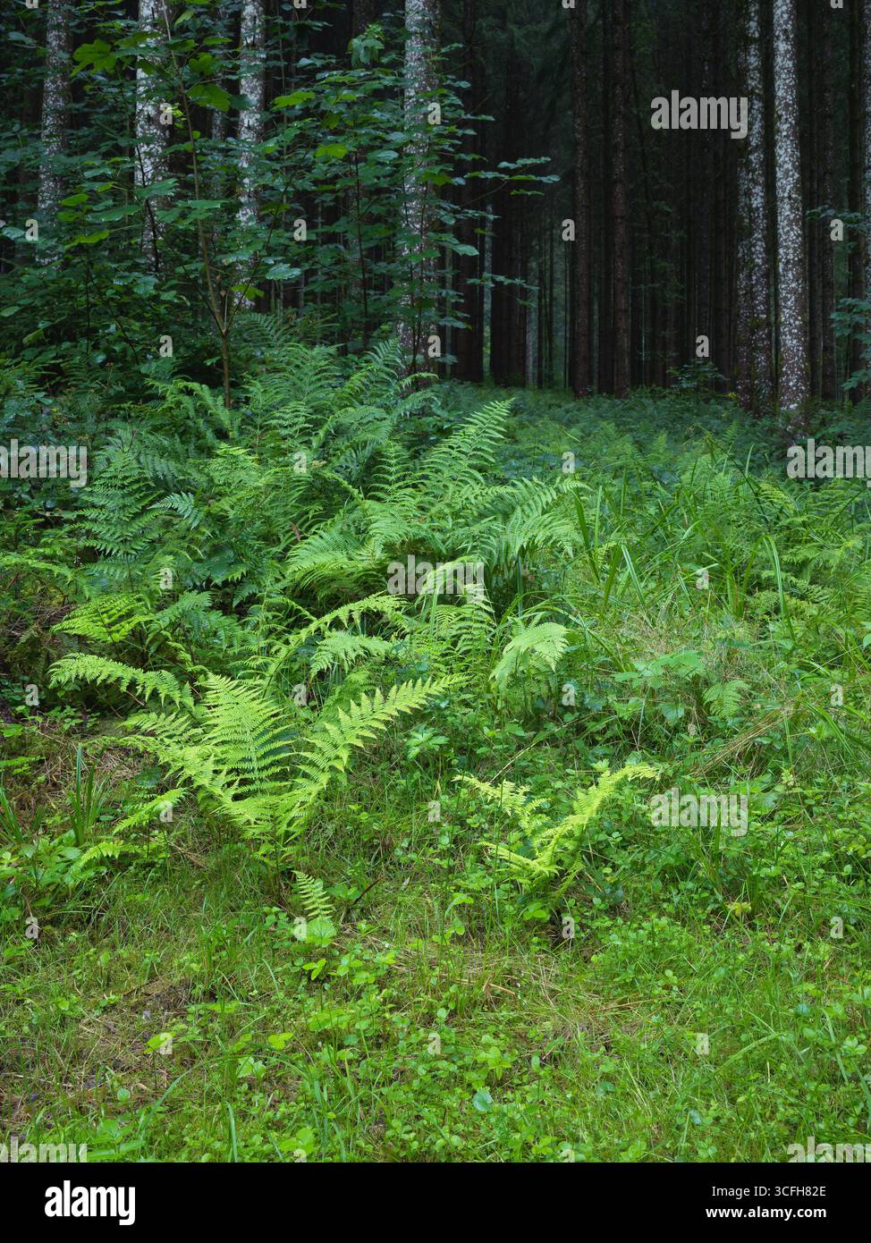 glade with ferns and meadows in the woods of the Black Forest Germany ...