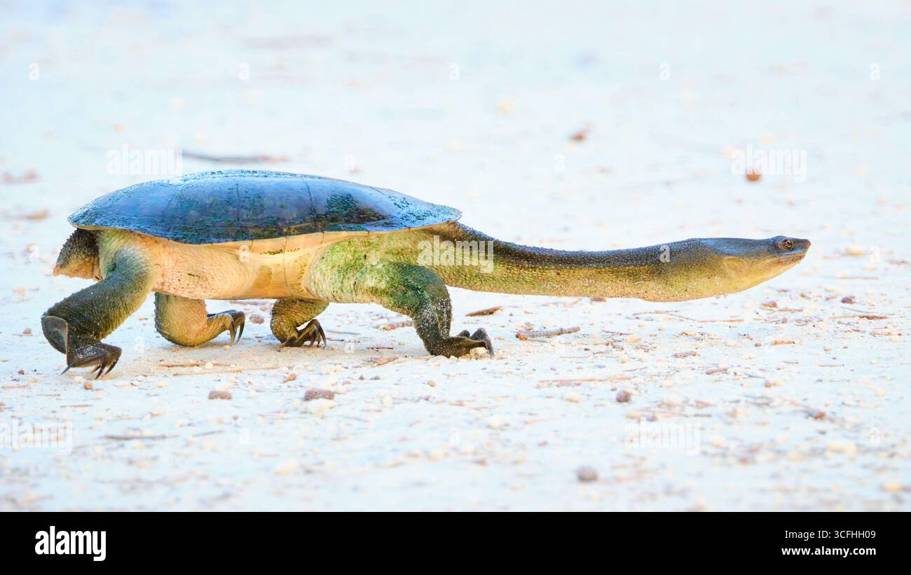 An Oblong Turtle, Chelodina oblonga, also known as Booyi, Long-necked ...