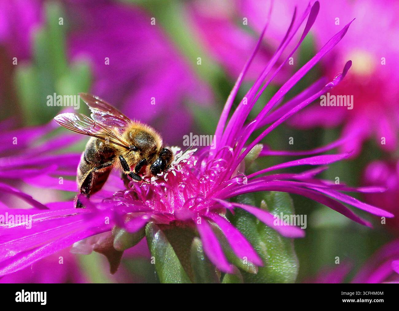 Abeille ouvrière hi-res stock photography and images - Alamy