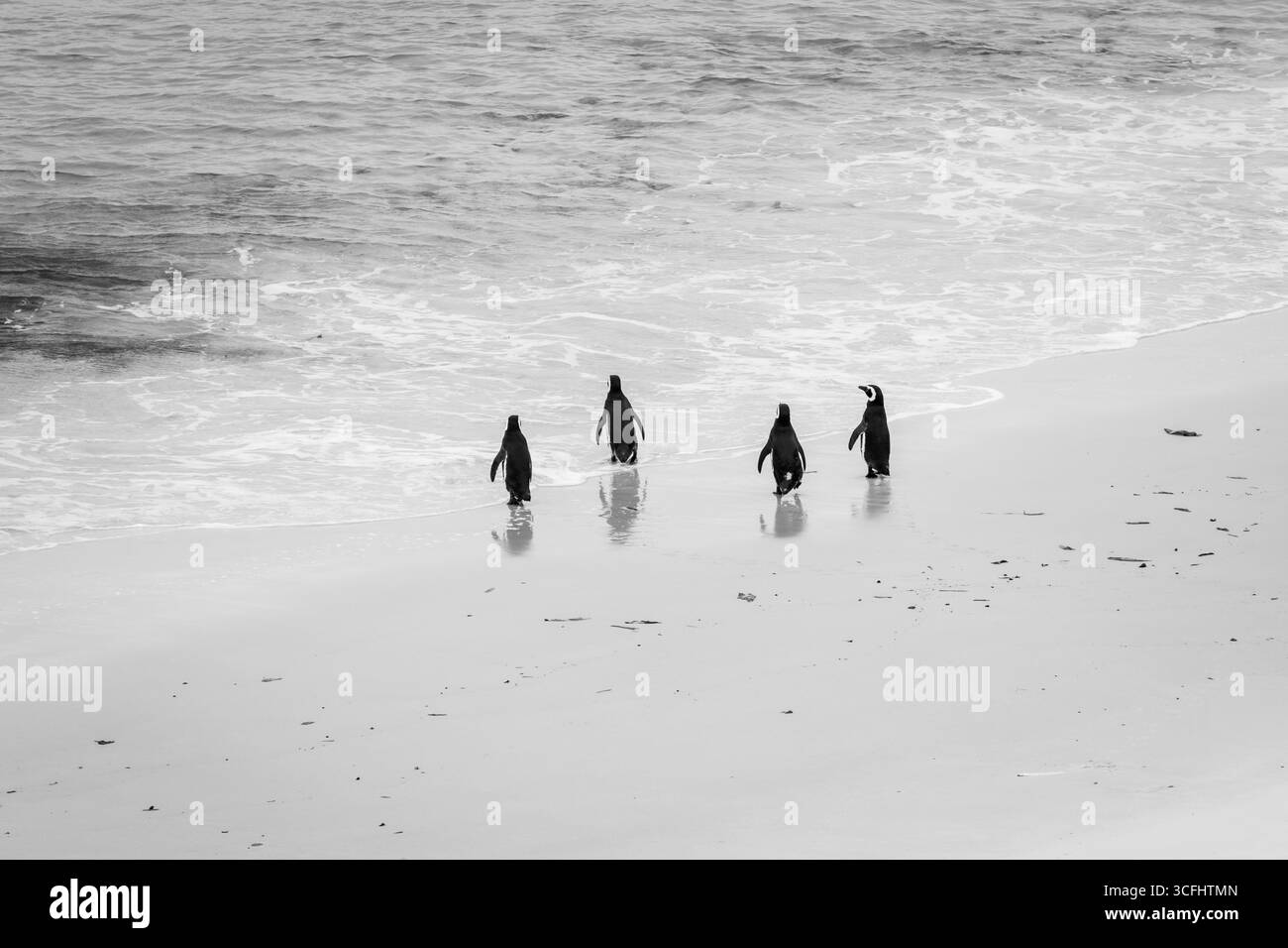 Stanley green stanley green Black and White Stock Photos & Images - Alamy