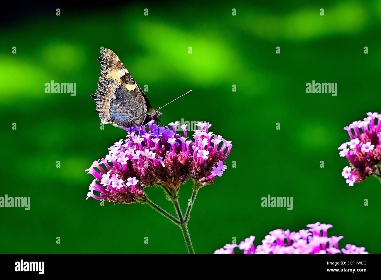 Blue spots n wings hi-res stock photography and images - Alamy
