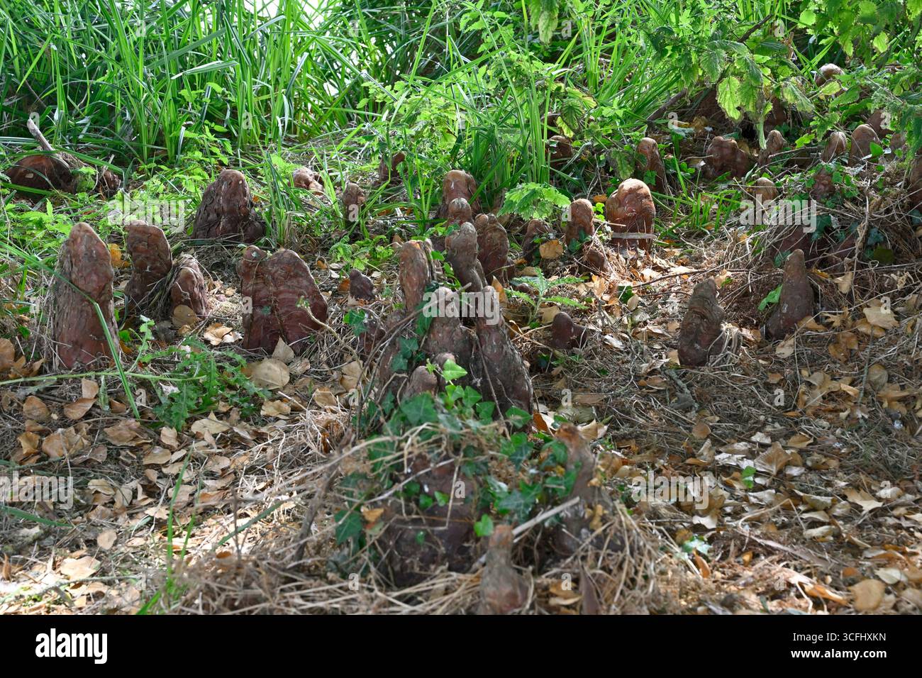 Root projections or nodules, known as knees swamp or Pneumatophores of ...