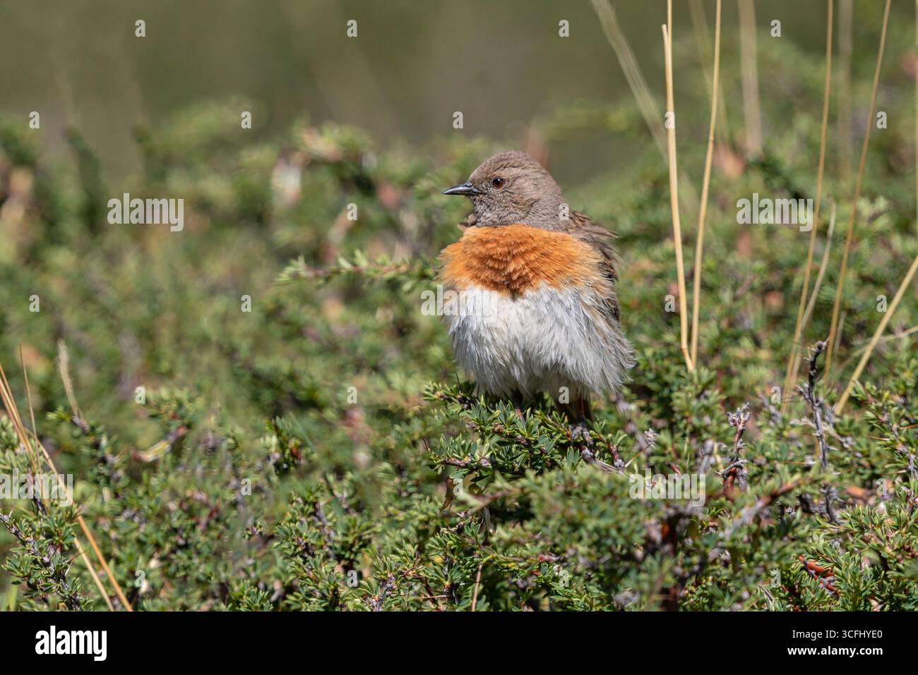 Robin accentor prunella rubeculoides hi-res stock photography and ...