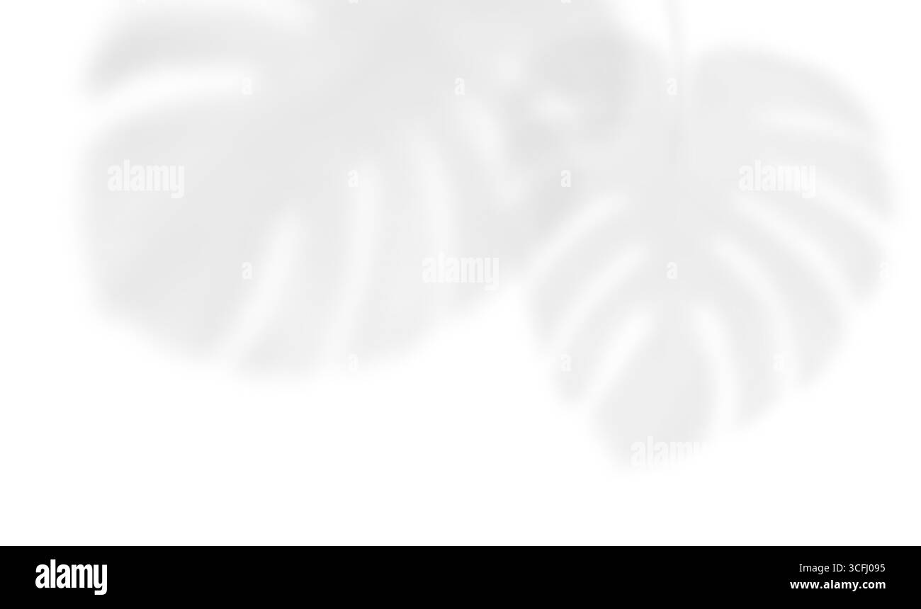 Abstract shadow monstera leaves on Black and White Stock Photos ...