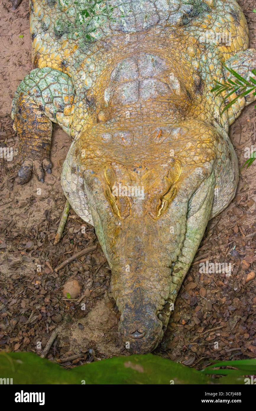 A close-up of a caiman resting on the ground, showcasing its unique ...