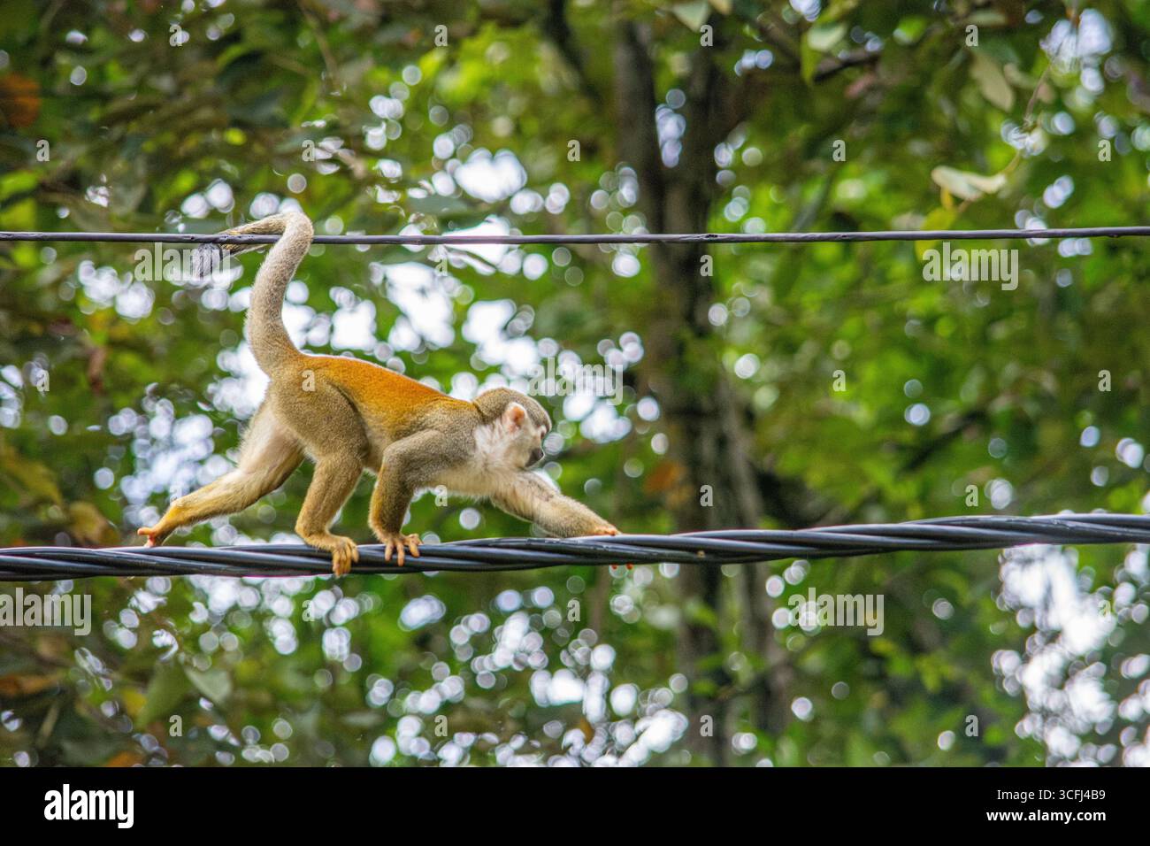 A playful monkey navigating power lines in lush greenery, showcasing ...