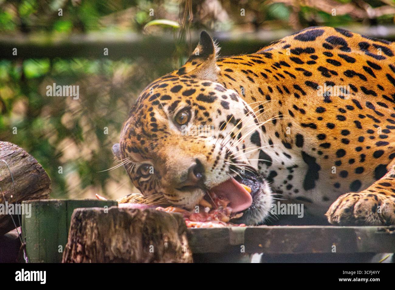 A close-up of a jaguar feeding in a wildlife recovery center in Tolima ...