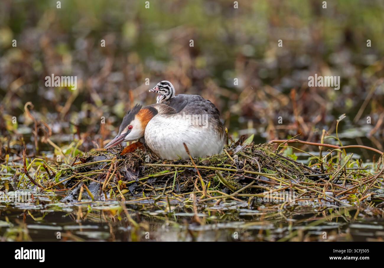 Great crested grebe with a baby on its back, uk Stock Photo - Alamy