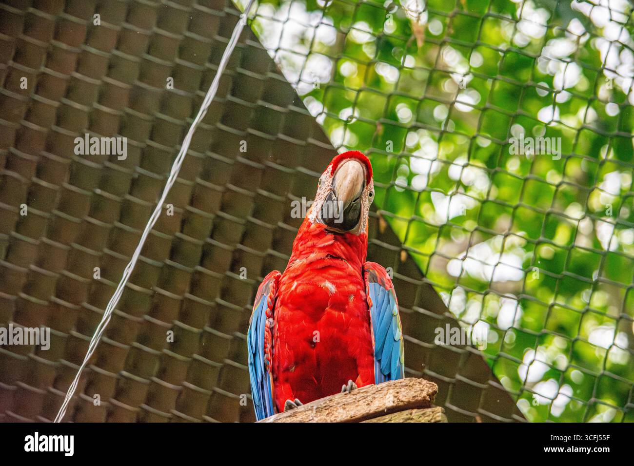 A vibrant scarlet macaw perched in a wildlife recovery center in Tolima ...
