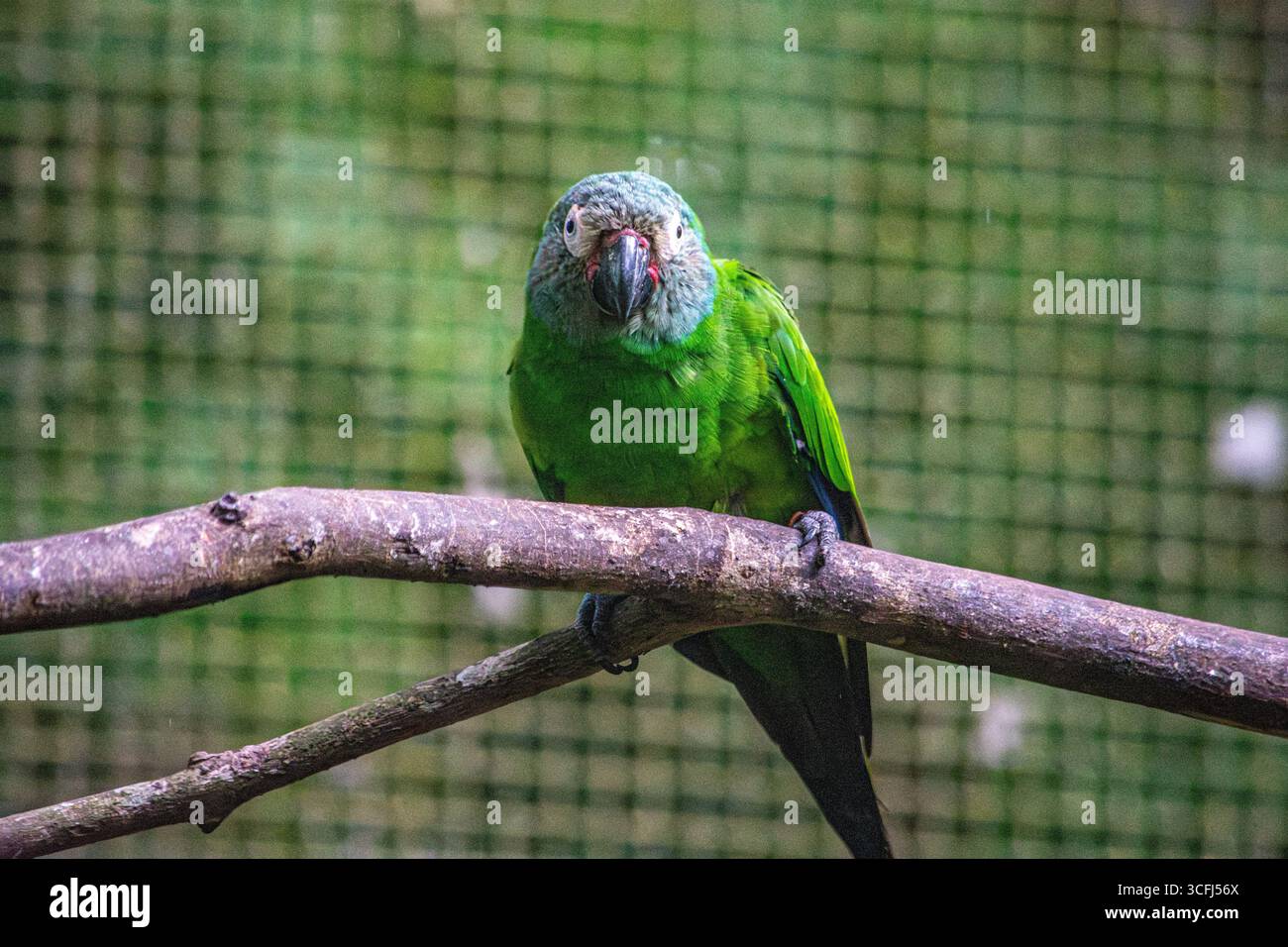 A vibrant green parrot perched on a branch, part of a wildlife recovery ...