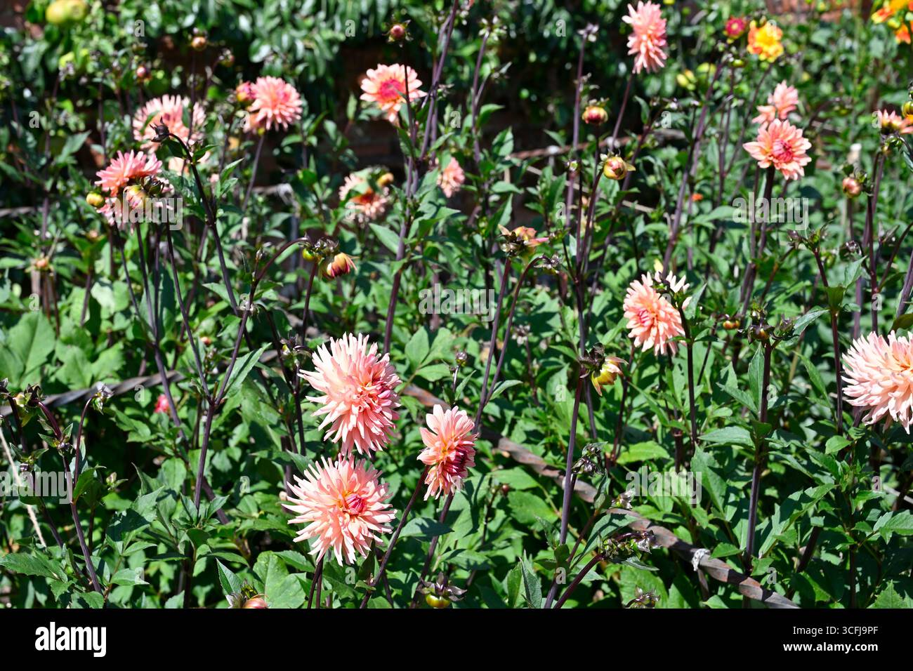 Preference dahlias hi-res stock photography and images - Alamy