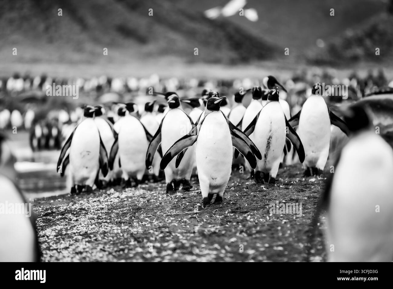 Gold Harbour, South Georgia - outstanding wild nature of the South ...