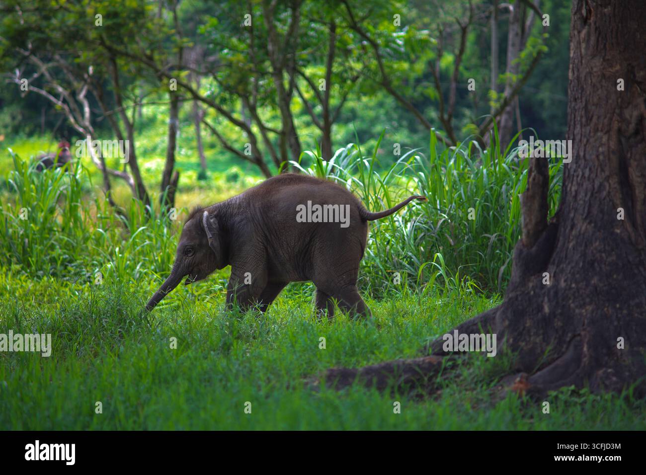 Baby elephants running in the forests of Northern Thailand Stock Photo ...
