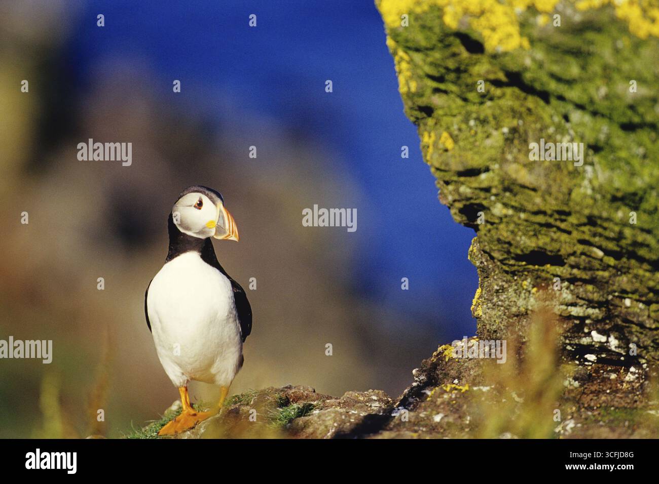 Puffin on cliff ledge, animals, birds, Lunde, puffin, (Fratercula ...