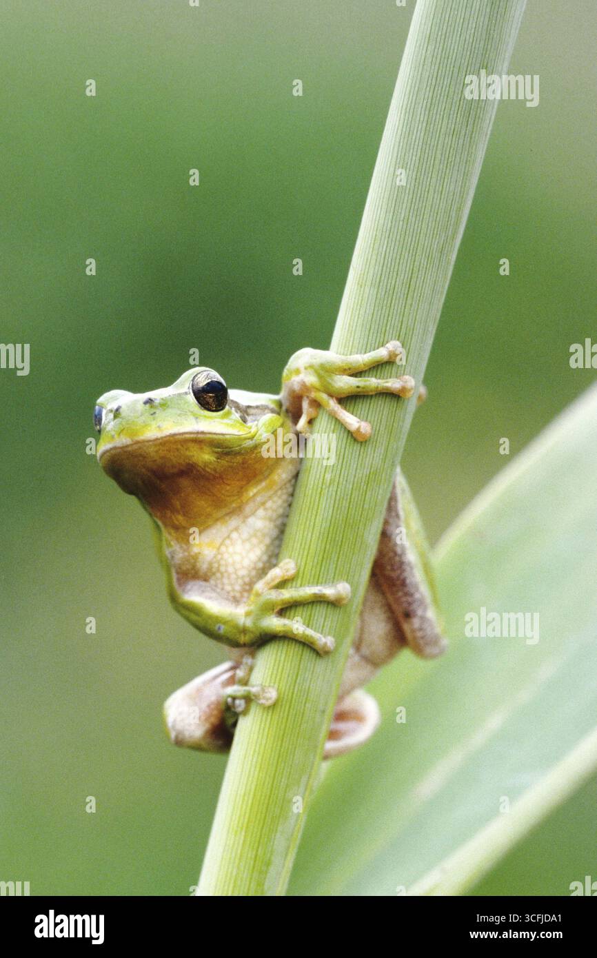 Mediterranean tree frog, frog, animals, amphibians, (Hyla meridionalis ...