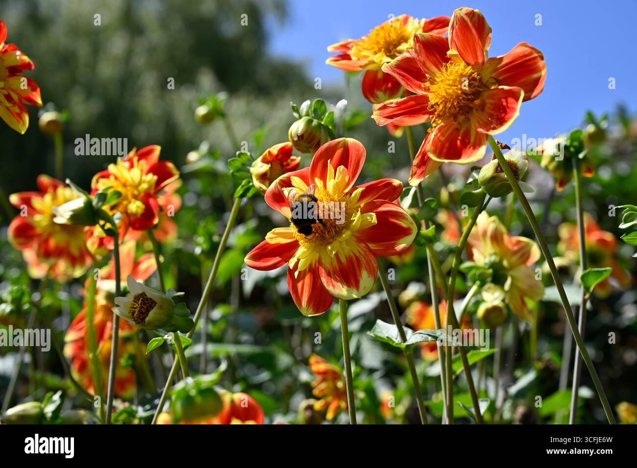 Red and yellow summer flowers of collarette dahlia Pooh UK garden ...