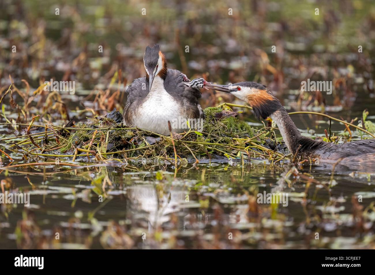 Great crested grebe with a baby on its back, uk Stock Photo - Alamy