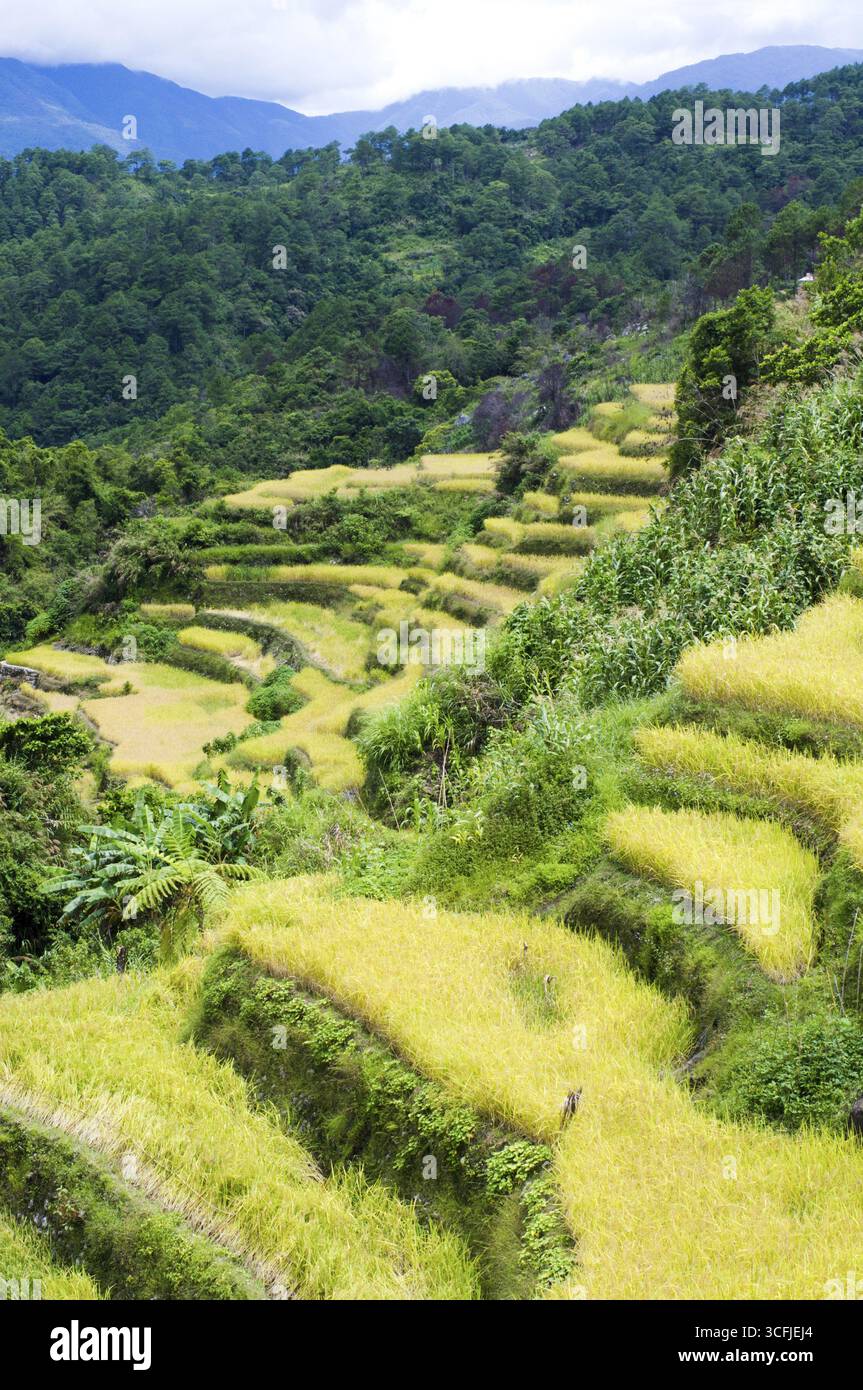Maligcong rice terraces in philippines Stock Photo - Alamy