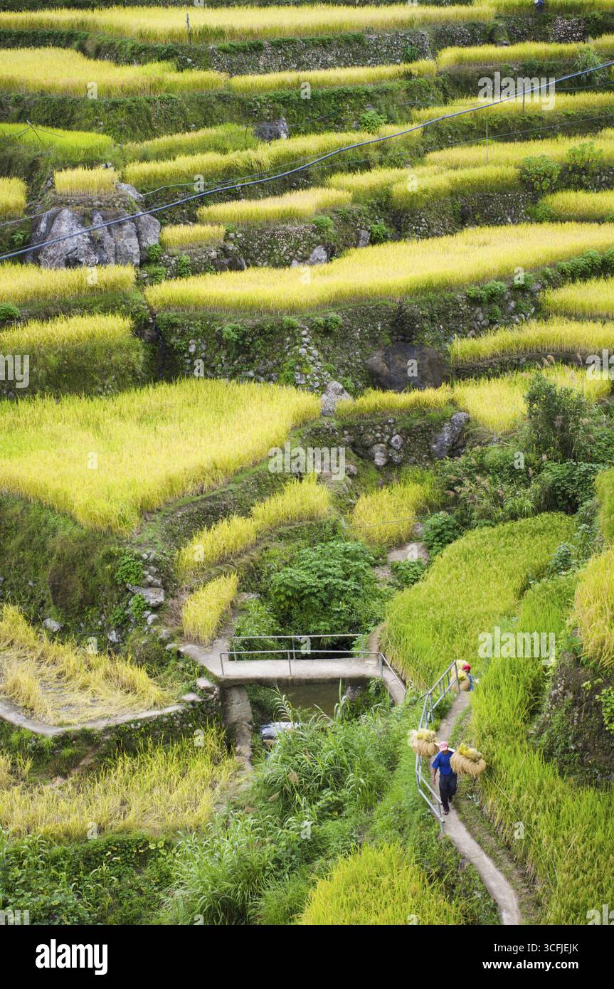 Maligcong rice terraces in philippines Stock Photo - Alamy
