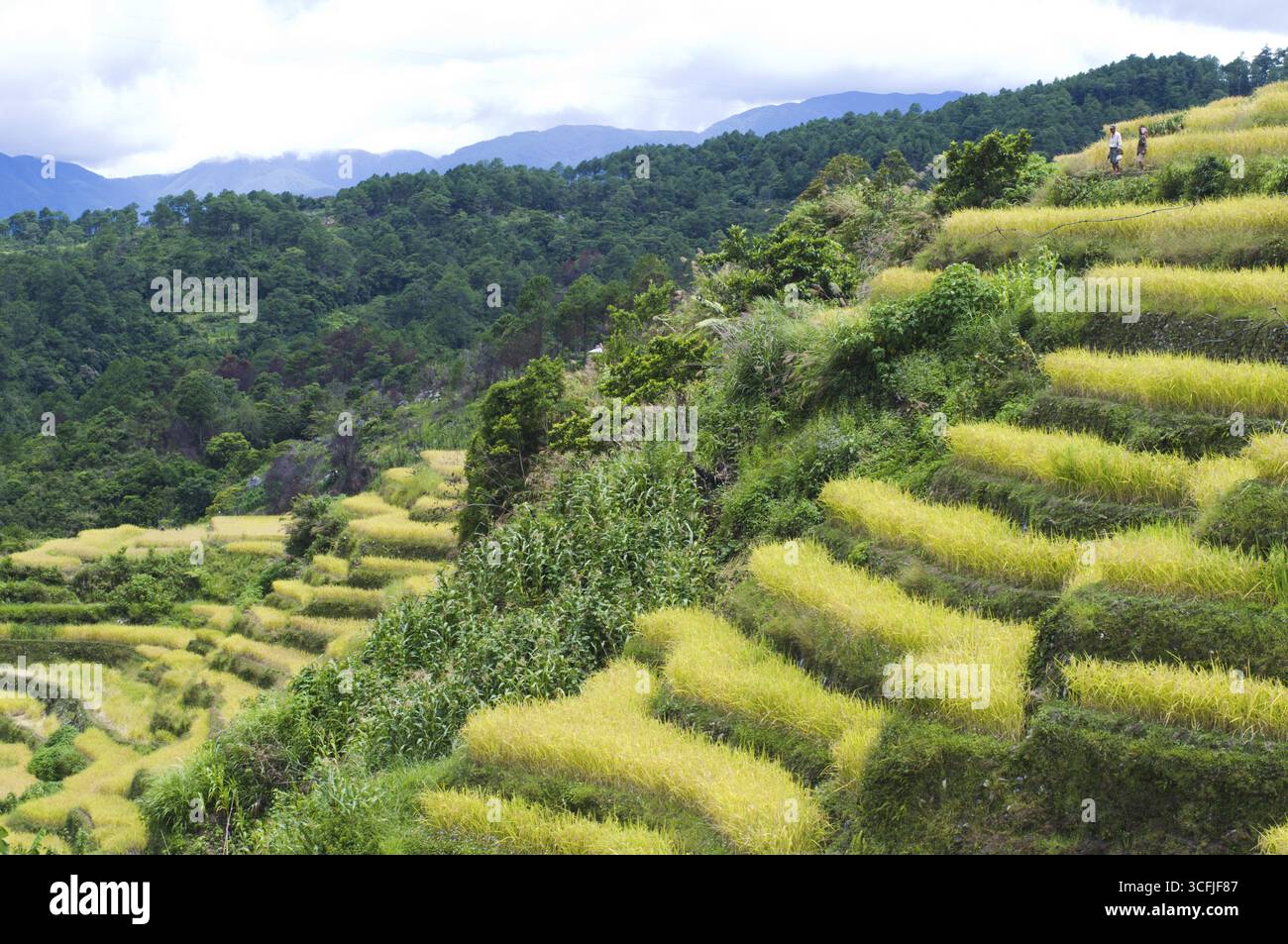 Maligcong rice terraces in philippines Stock Photo - Alamy