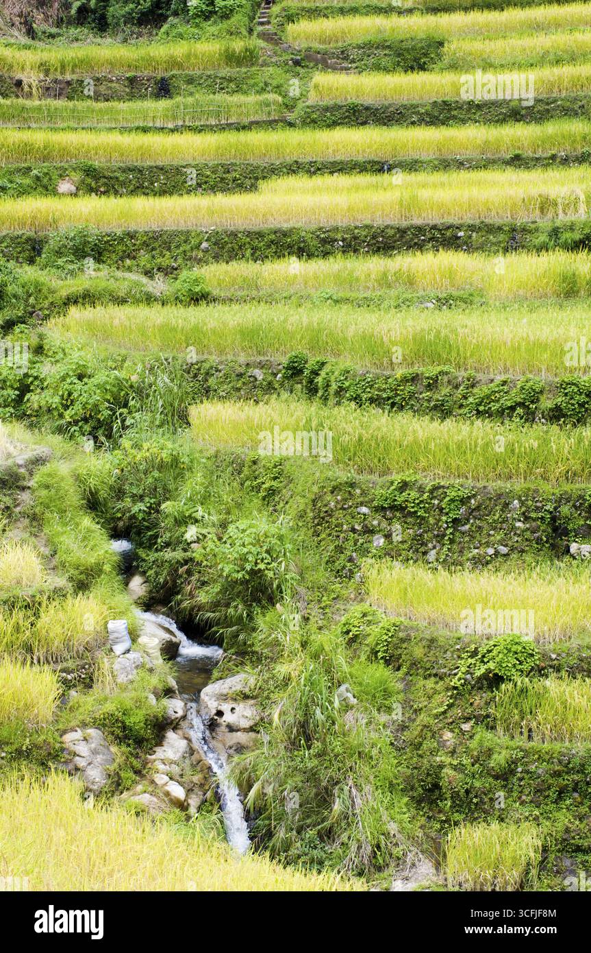 Maligcong rice terraces in philippines Stock Photo - Alamy
