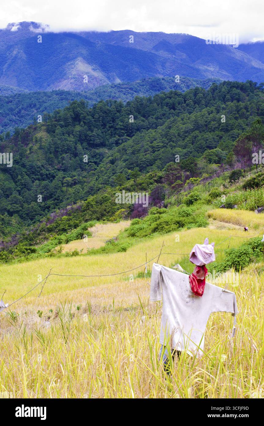 A scarecrow in paddy field, in philippines Stock Photo - Alamy