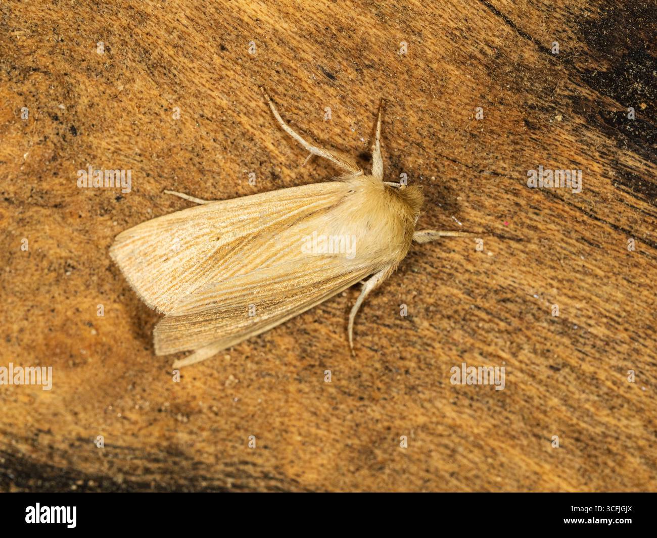 Mythimna pallens nocturnal hi-res stock photography and images - Alamy