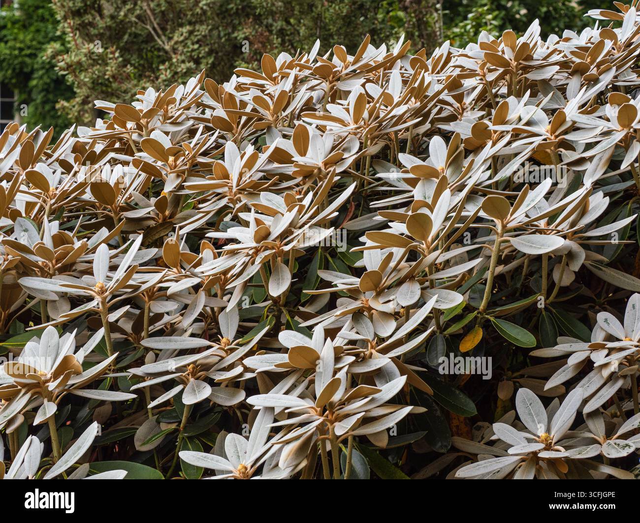 Rhododendron glendoick silver hi-res stock photography and images - Alamy