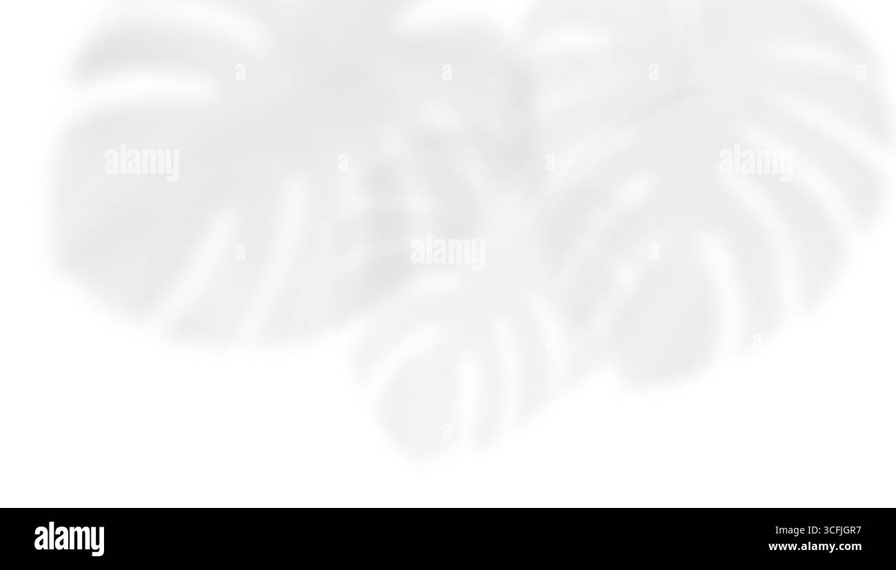 Monstera leaf silhouettes Black and White Stock Photos & Images - Alamy