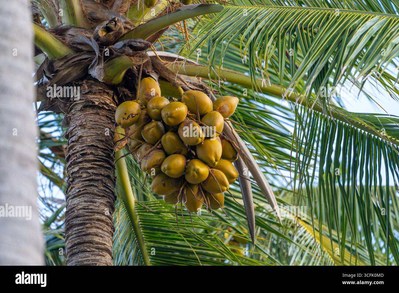 Coconut tree canopy with coconuts in Zanzibar Stock Photo - Alamy