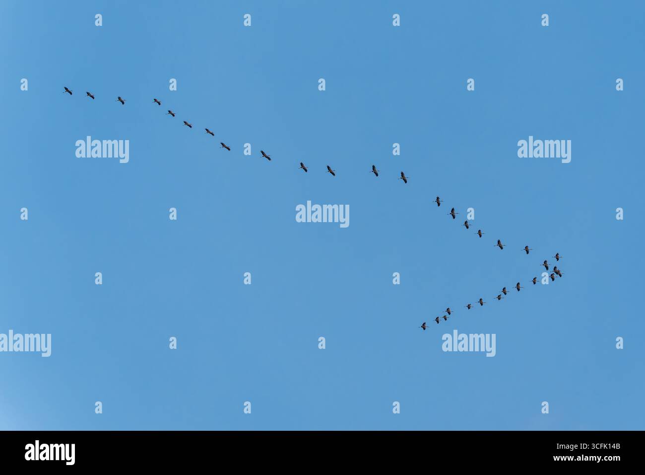 flock of Yellow-billed Storks flying in formation over the skies of ...