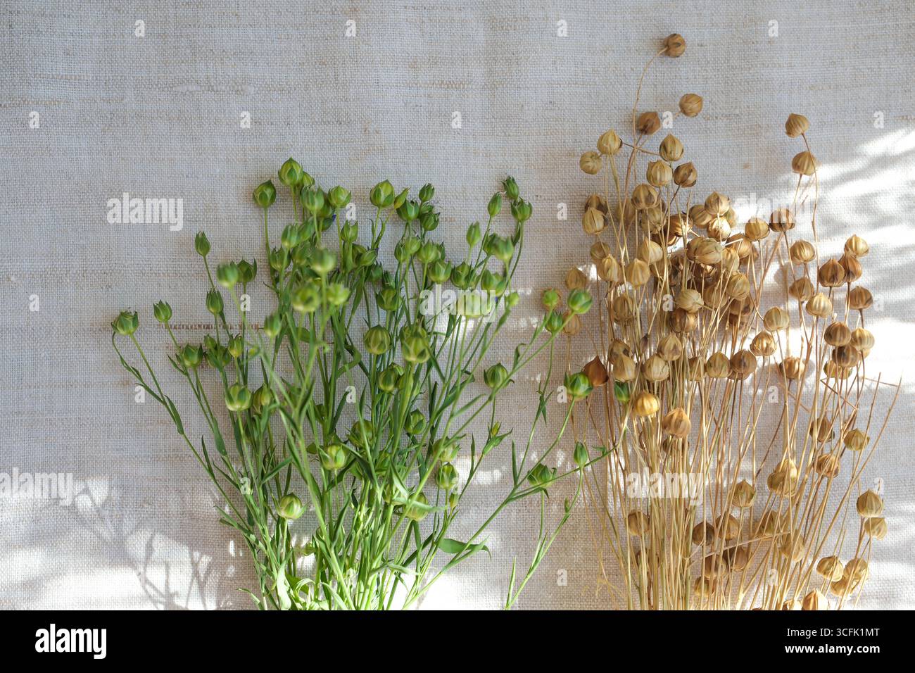 Green dried flax pods hi-res stock photography and images - Alamy