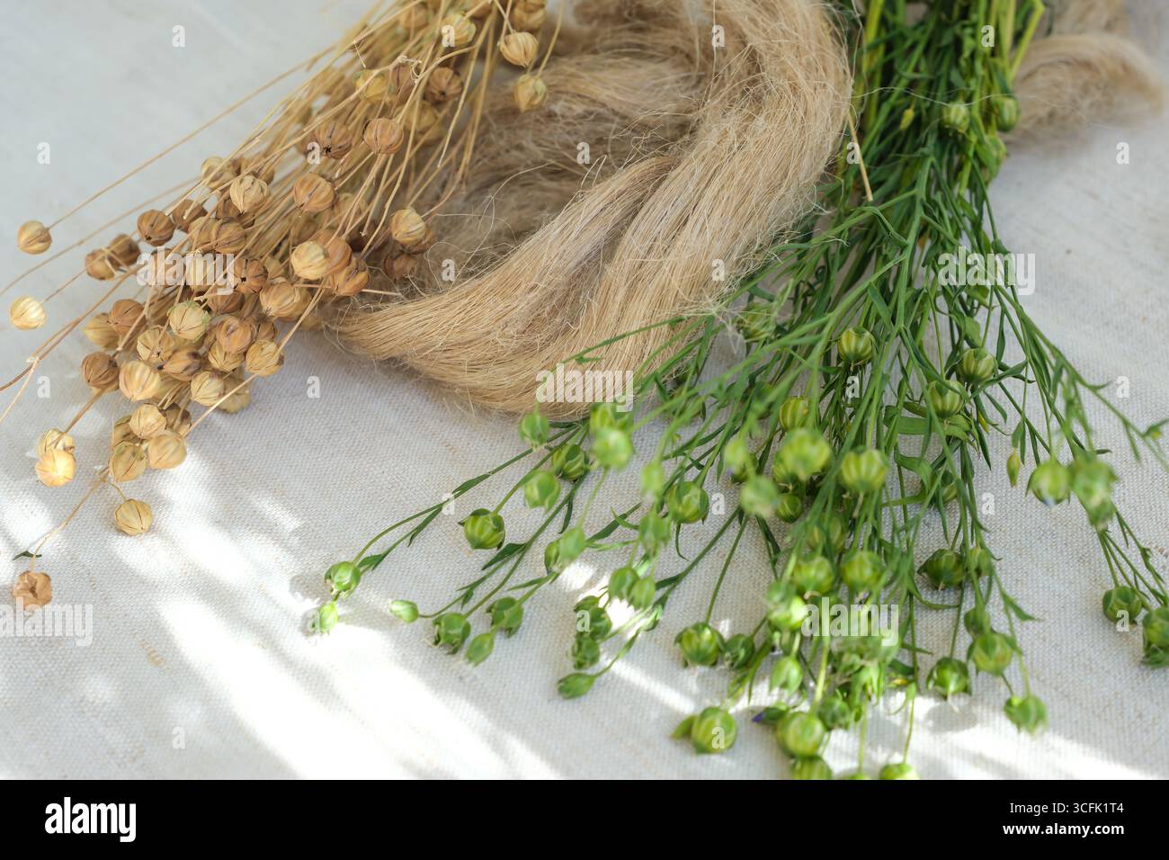 Green dried flax pods hi-res stock photography and images - Alamy