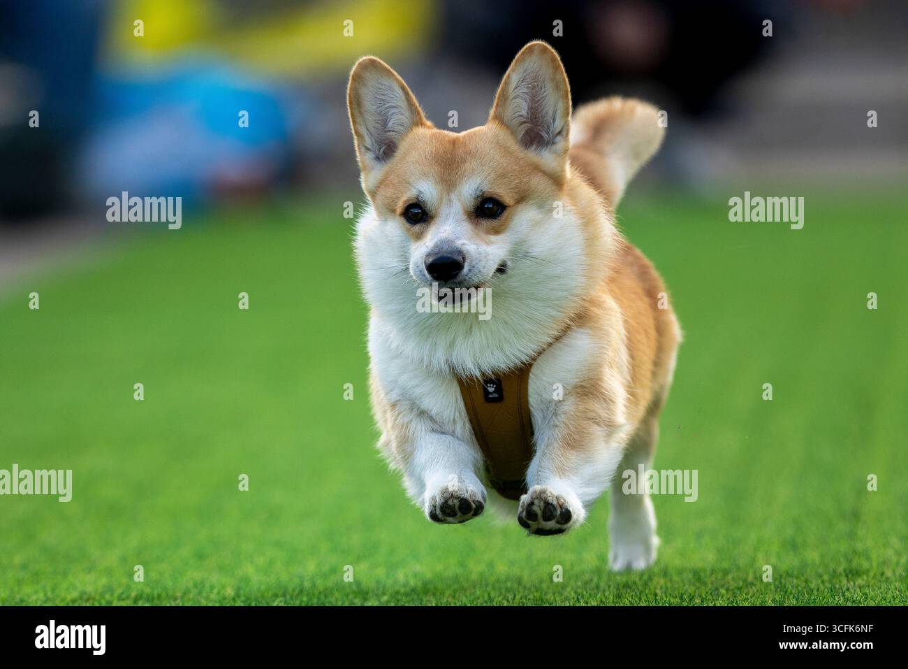 A Corgi runs during a international event Corgi Race Vilnius 2025 in ...