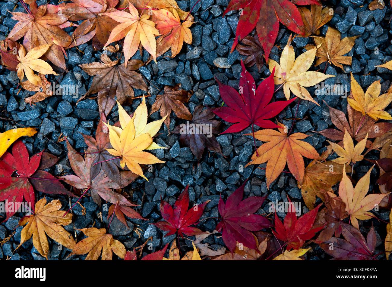 Fallen autumn momiji maple leaf pattern of red, yellow and brown leaves ...
